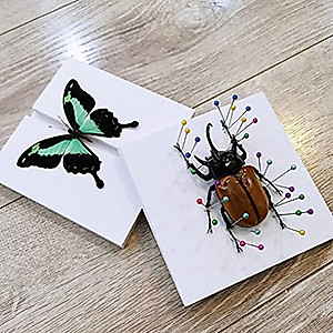 iplusmile Insect Display Box, Bug Display Board Insect Pinning Board Butterfly Mounting Spreading Board Specimen Spreading Board for Science Education