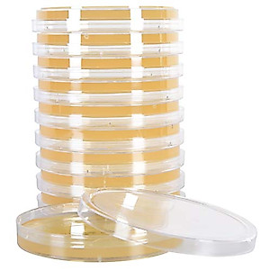 Sabdex (Sabouraud Dextrose) Agar with Chloramphenicol, Deep Fill, 15x100mm Plate, Order by The Package of 10, by Hardy Diagnostics