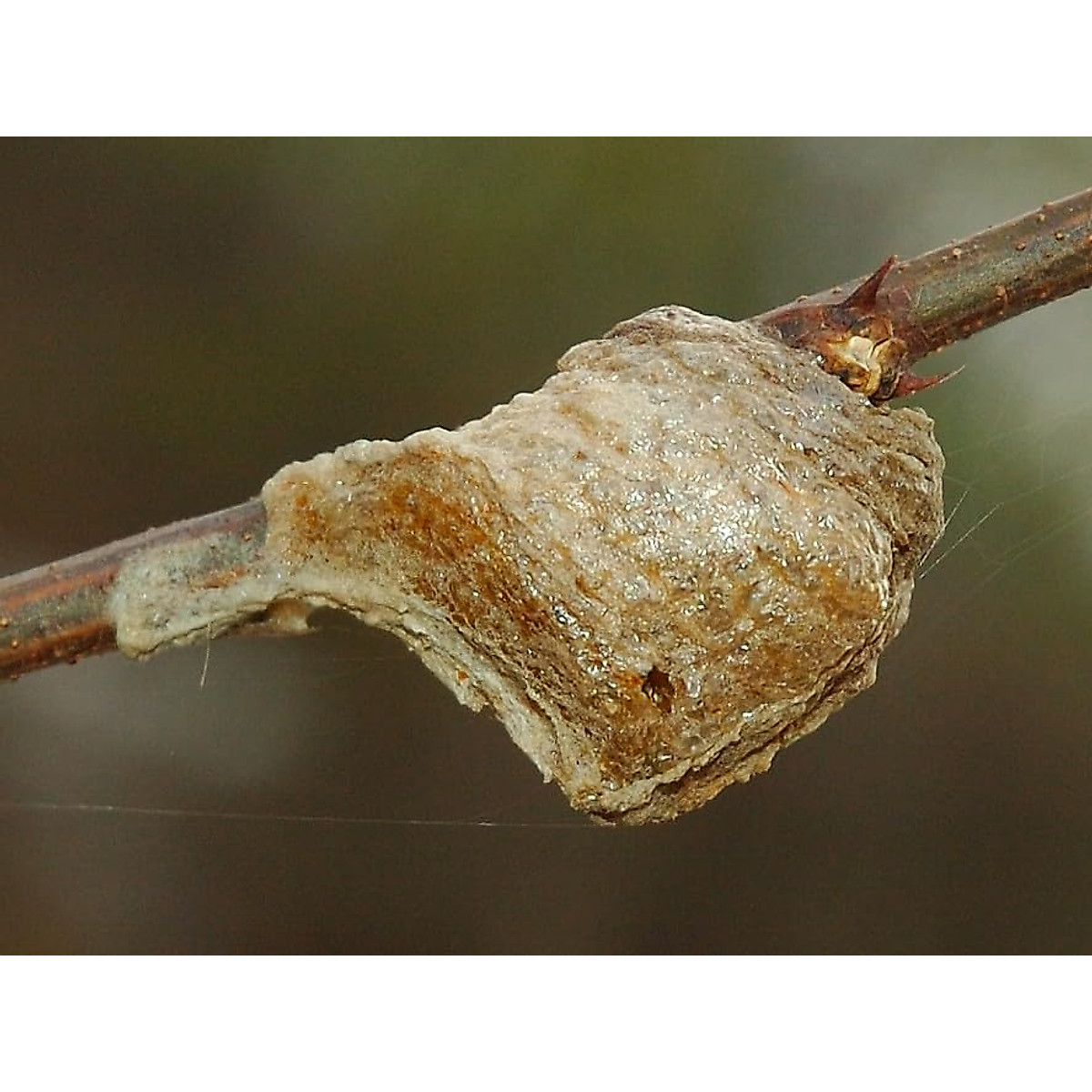 3 - Chinese Praying Mantis Egg Cases - (Smaller Size) Same as All Others Except Smaller - Shipped in a 32 oz Crystal Clear Hatching Habitat.
