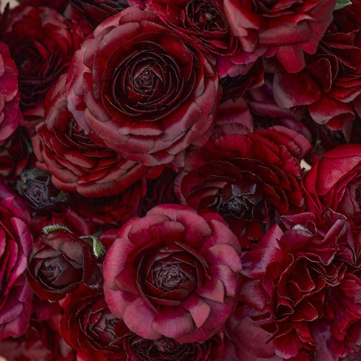 Ranunculus Bulbs - Black - 100 Bulbs - Black Flower Bulbs, Corm Attracts Bees, Attracts Pollinators, Easy to Grow & Maintain, Fragrant, Container Garden