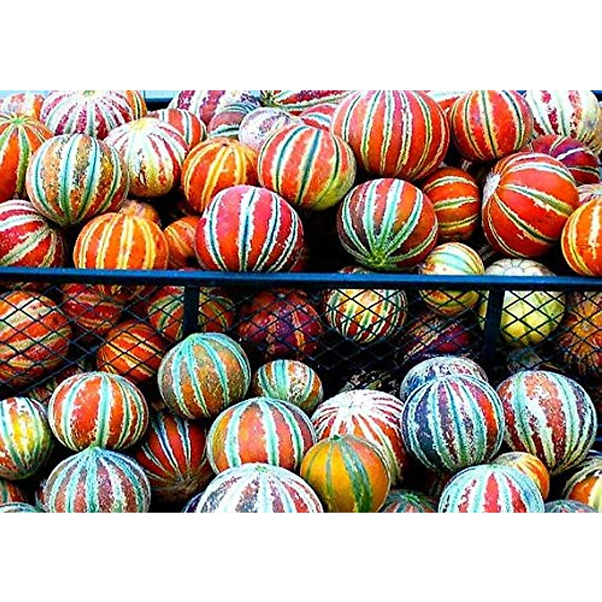 10 Rare Kajari Melon Seeds - Bright Striped Melon, Compact Vines - 60-70 Days Till Ripe - Grows in Shade