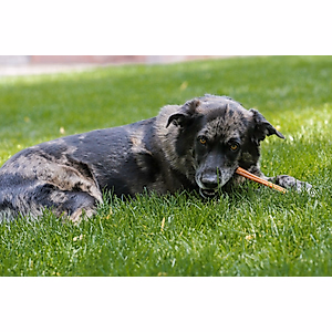 Top Dog Chews - Thick 12 Inch Bully Sticks, 100% Natural Beef, Free Range, Grass Fed, High Protein, Supports Dental Health & Easily Digestible, Dog Treat, 10 Pack (10 Count 12", Odor Free Beef)