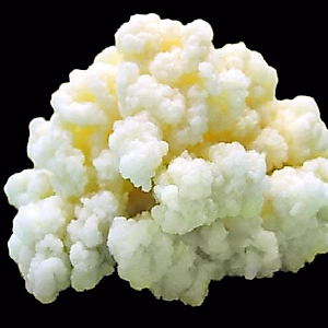 Milk Kefir Grains, Turkish Strain, Bulgaros, Pajaritos, Live Probiotic Starter.