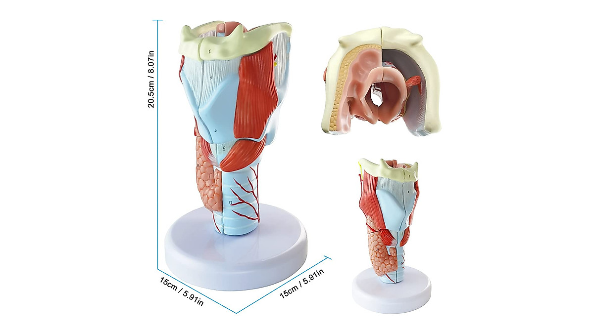 NEW HORIZON 1.5X Laryngeal Model for Medical Teaching