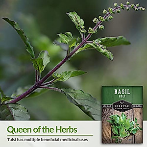 Survival Garden Seeds - Holy Basil Seed for Planting - Packet with Instructions to Plant and Grow The Indian Sacred Herb Tulsi in Your Home Vegetable Garden - Non-GMO Heirloom Variety