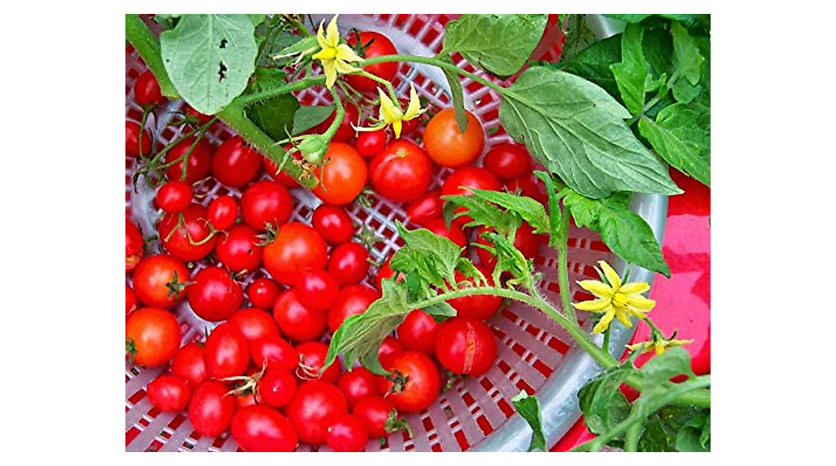 Everglades Tomato Seeds - Non-GMO Heirloom & Florida Native