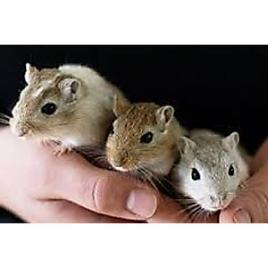 Rodent Pet Food 2 Pounds for all Types of Rodents Complete Diet Mice Rats, Gerbils Hamsters Squirrels Blocks for all Your Large or Small Rodent Needs No Dust Harlan 8640 Teklad Bulk