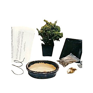 Bonsaiboy Starter Kit - Juniper Procumbens Make Your Own Bonsai Tree