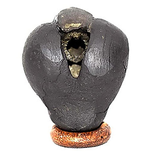 Dhumavati Shaligram/Adwaitya Golden Dhumavati Dasha MahaVidya Shaligram, Fossil, Fossil