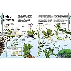 Trees, Leaves, Flowers and Seeds: A Visual Encyclopedia of the Plant Kingdom (DK Our World in Pictures)