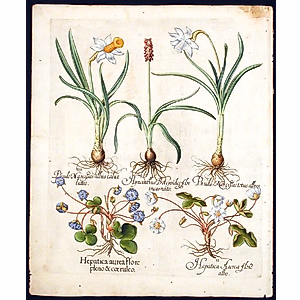 [Double-flowered blue hepatica] Hepatica aurea flore pleno & coeruleo; [White hepatica] Hepatica Aurea flore albo; [White trumpet narcissus] Pseudo Narcissus totus albus; [White narcissus with yellow trumpet] Pseudo narcissus albus calice luteo; [Grape hy