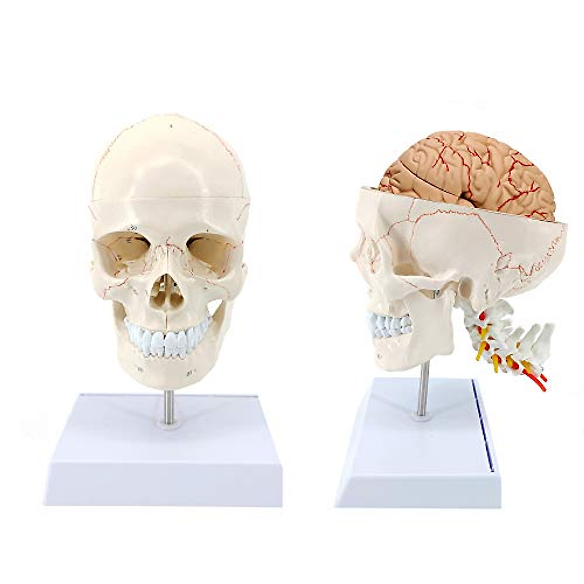 Altratech Human Skull Model Life-Size with Brain Removable Skullcap Professional Grade Anatomical Skull Model for Science Education, with Base (Life-Size with Base)