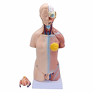 Human Torso Body Model Anatomy Anatomical Medical Internal Organs for Teaching 28CM Torso Human Torso Model with Internal Organs - for Study Teaching