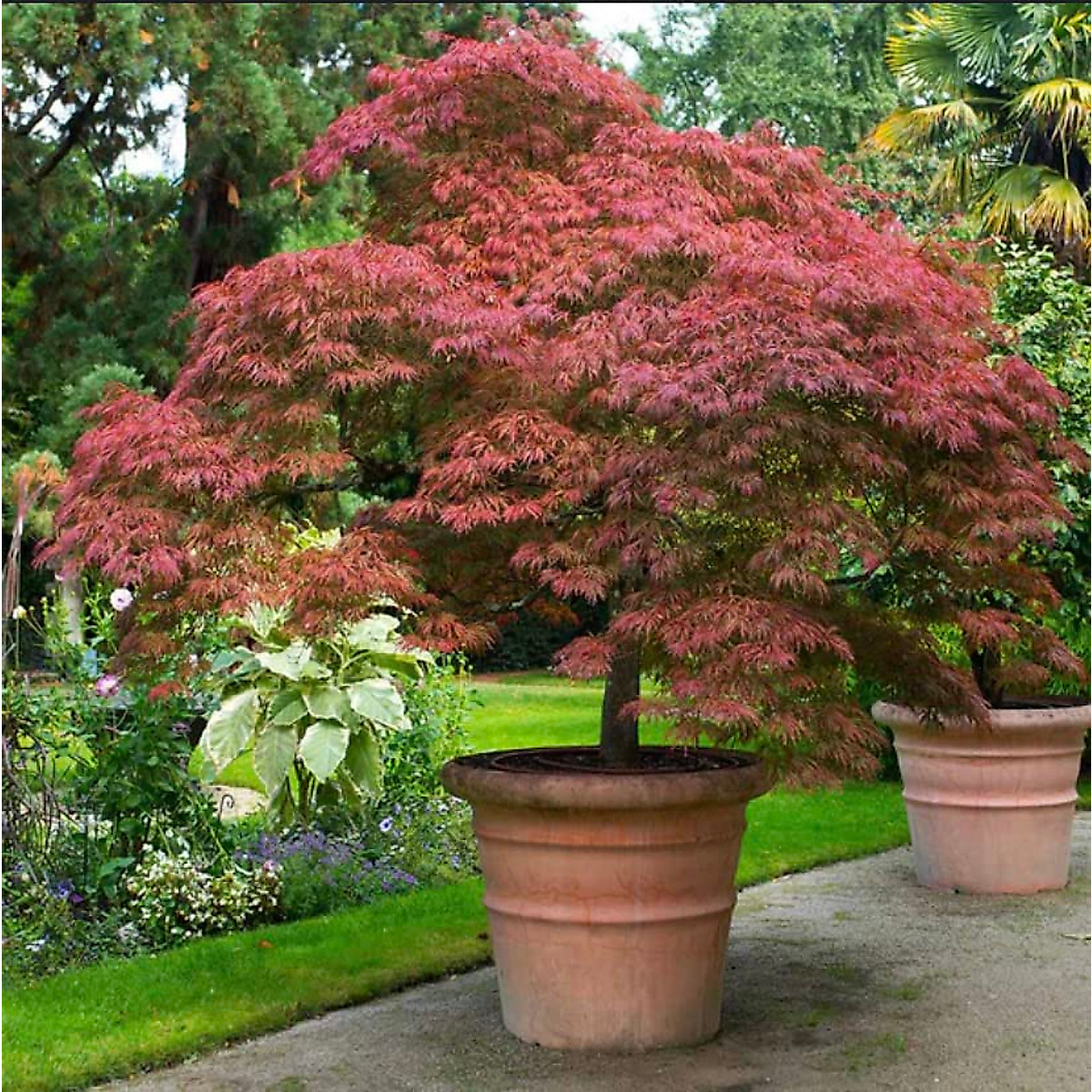 Red Japanese Maple - Live Plant 2-3 feet Tall - Deep Red Leaves