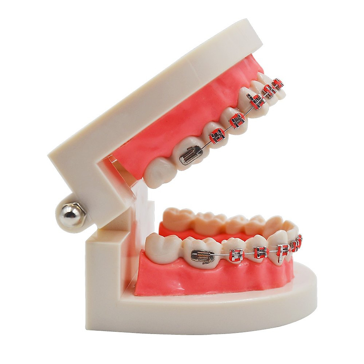 Standard Tooth Teaching Mallocclusion Orthodontic Teeth Model with Brackets Archwire Buccal Tube Tool