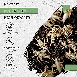 OVIPOST Live Crickets 3/4” Banded | 1000 Count | Live Crickets for Reptiles, Large Bulk Arrival of Large Banded Crickets - High Protein Live Feed Crickets, Bearded Dragon Food & Pet Food