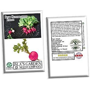 Pink Celebration Radish Seeds, 100+ Heirloom Seeds Per Packet, (Isla's Garden Seeds), Non GMO Seeds, Botanical Name: Raphanus sativus