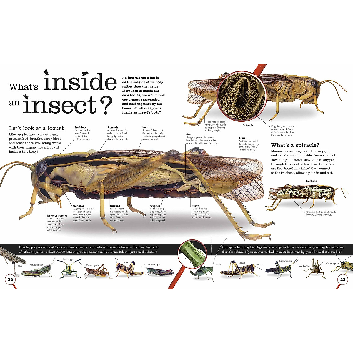 Everything You Need to Know About Bugs