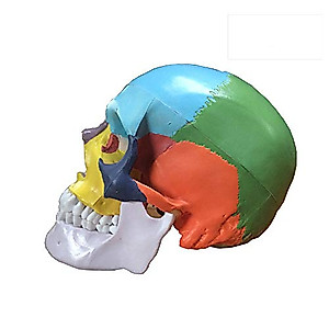 OIF Skull Model, Human Colored Skull Included Full Set Teeth Removable Partitioned Skull Model,1:1 Life Size 3-Part Anatomical Model with Colorful Chart for Medical Student Human Anatomy Study Course