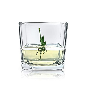 BLOOMIFY Miniature Orchid Terrarium, Open Pot Design, Maintenance Free, 3" Glass Votive