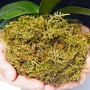 Yilotuce 7 oz Natural Orchid Moss for Potted Plants, Nice Soilless Potting Soil for Seedling and Cutting, Good Idea for Reptile Terrarium, Crafts, Garden Decoration
