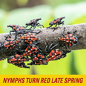 PIC Spotted Lantern Fly Trap, 2 Rolls 20ft Each, Outdoor Adhesive Crawling and Flying Insect Trap, Protect Trees, Pest Control, 2 Pack