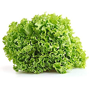 Salad Bowl Lettuce Seeds for Planting, 1000+ Heirloom Seeds Per Packet, (Isla's Garden Seeds), Non GMO Seeds, Botanical Name: Lactuca Sativa, Great Home Garden Gift