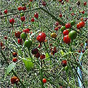 Sonoran Chiltepin Hot Peppers Seeds (20+ Seeds) | Non GMO | Vegetable Fruit Herb Flower Seeds for Planting | Home Garden Greenhouse Pack