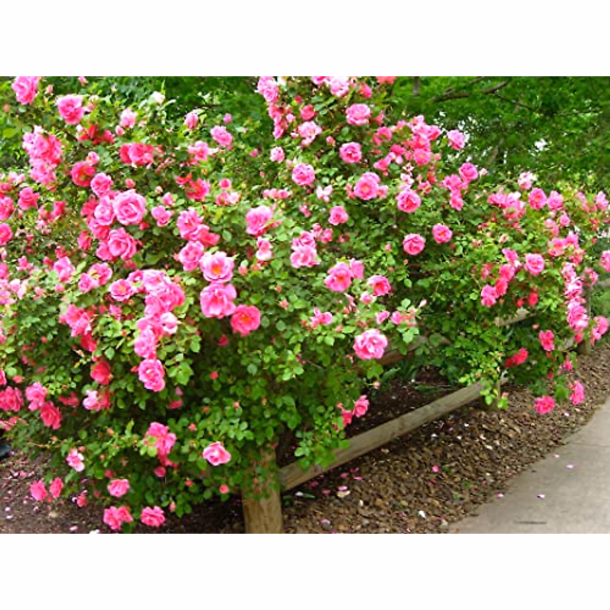 30 Seeds-Pink Wonder Shrub Rose Seeds