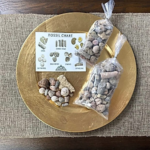 Fossil Mix | Bag of Genuine Fossils | Ammonites Crinoids Brachiopods Orthoceras & More! (1/2LB)