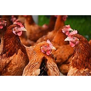 Nubiotic 4X Concentrate Oregano Oil for Chickens & Turkeys - 32 OZ