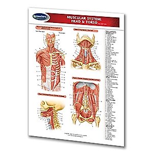 Muscular System Guide: Head & Torso - Medical Quick Reference Guide by Permacharts