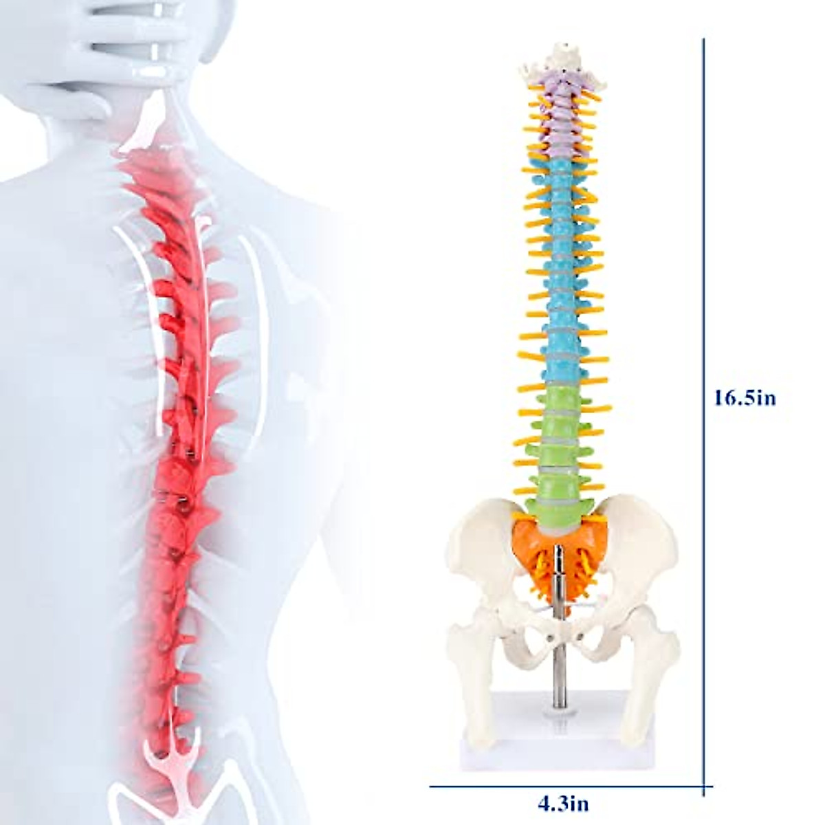 ASINTOD Human Spine Anatomy Model, 15.5" Color Human Spine Model, Anatomical Human Spine Model with Spinal Nerves, Intervertebral Discs, Pelvis, Femur with Display Stand for Display, Teaching