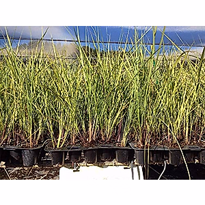 1099-Sugarcane, World's Tallest (Saccharum officinarum) Seeds by Robsrareandgiantseeds UPC0764425786917 Non-GMO,Organic,Bonsai, 1099 Package of 45 Seeds