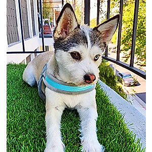 Fresh Patch XL - Real Grass Pee and Potty Training Pad for Large Dogs and Multi-Dog Households - Indoor and Outdoor Use - 48 Inches x 24 Inches