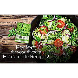 Green Leaf Lettuce Seeds For Planting - (Black Seeded Simpson Variety) Heirloom, Non-GMO Lettuce Variety- 2 Grams Seed Great For Spring, Summer, Fall, Winter Garden and Hydroponics by Gardeners Basics