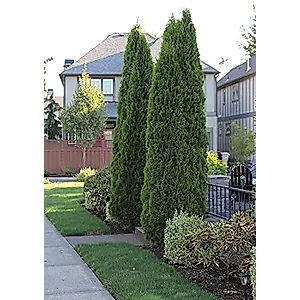 Arborvitae Emerald Green | 3 Live Gallon Size Trees | Thuja Occidentalis Smaragd | Evergreen Privacy Screening Hedge Plants
