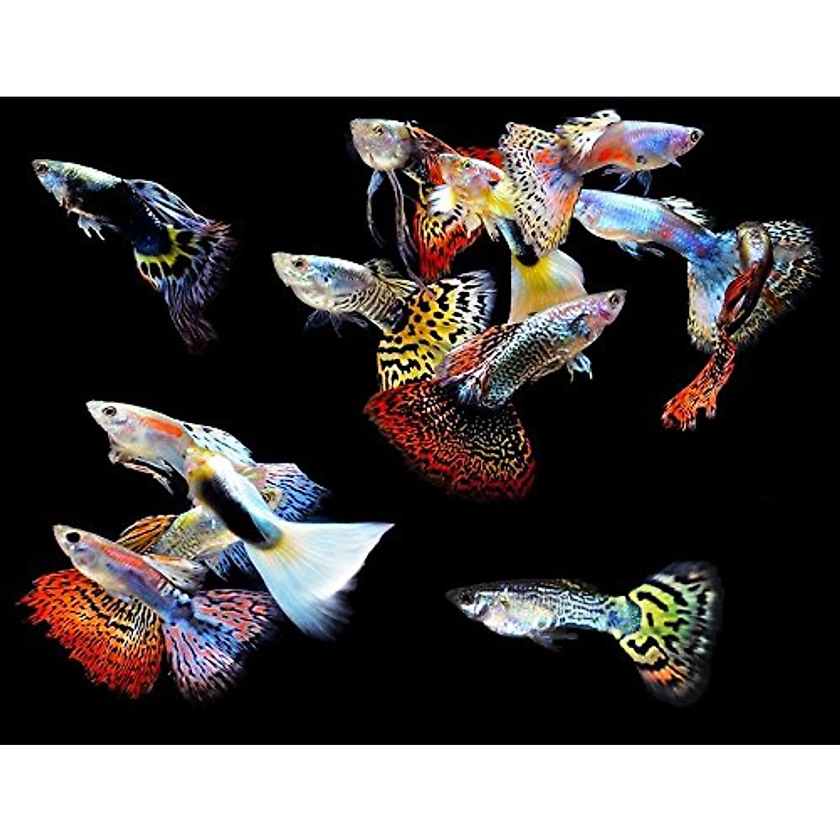 WorldwideTropicals Live Freshwater Aquarium Fish - 5-Pack of Mixed Color Male Guppies - by Live Tropical Fish - Great For Aquariums - Populate Your Fish Tank!