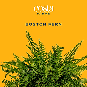 Costa Farms Ferns (2 Pack), Live Premium Boston Fern Plants in Hanging Basket Planters, Houseplants Potted in Soil Potting Mix, Outdoor Garden Gift, Beautiful Home Patio Décor, 16-Inches Tall