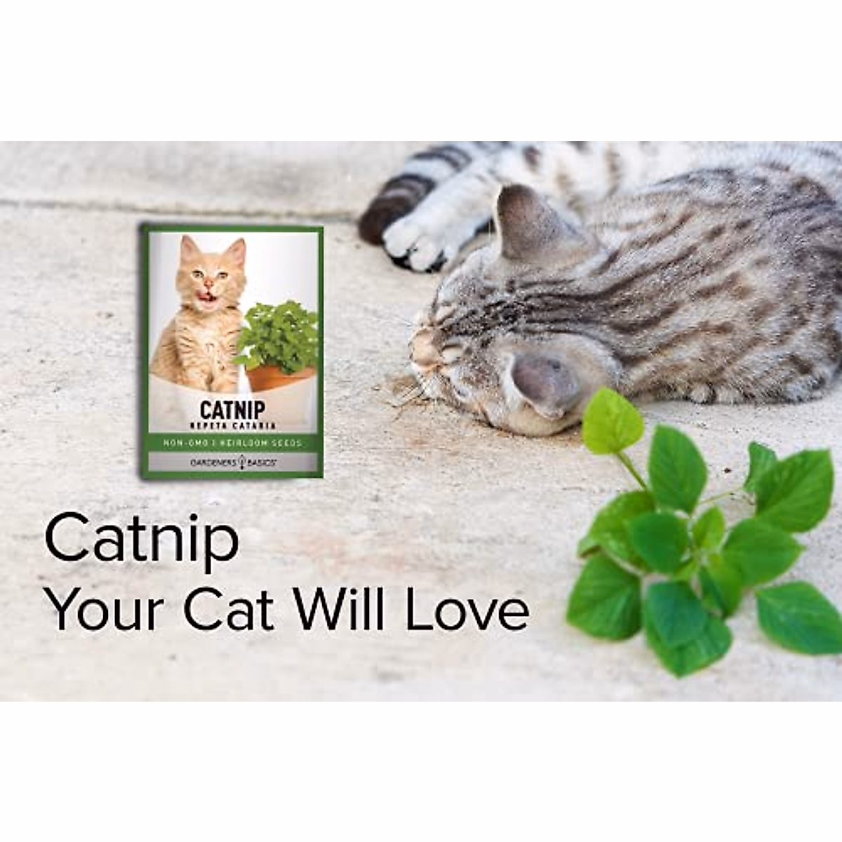 Gardeners Basics Catnip Seeds for Planting is A Heirloom, Non-GMO Herb Variety- Nepeta Cataria Herb Seeds Great for Indoor and Outdoor Gardening and Cats