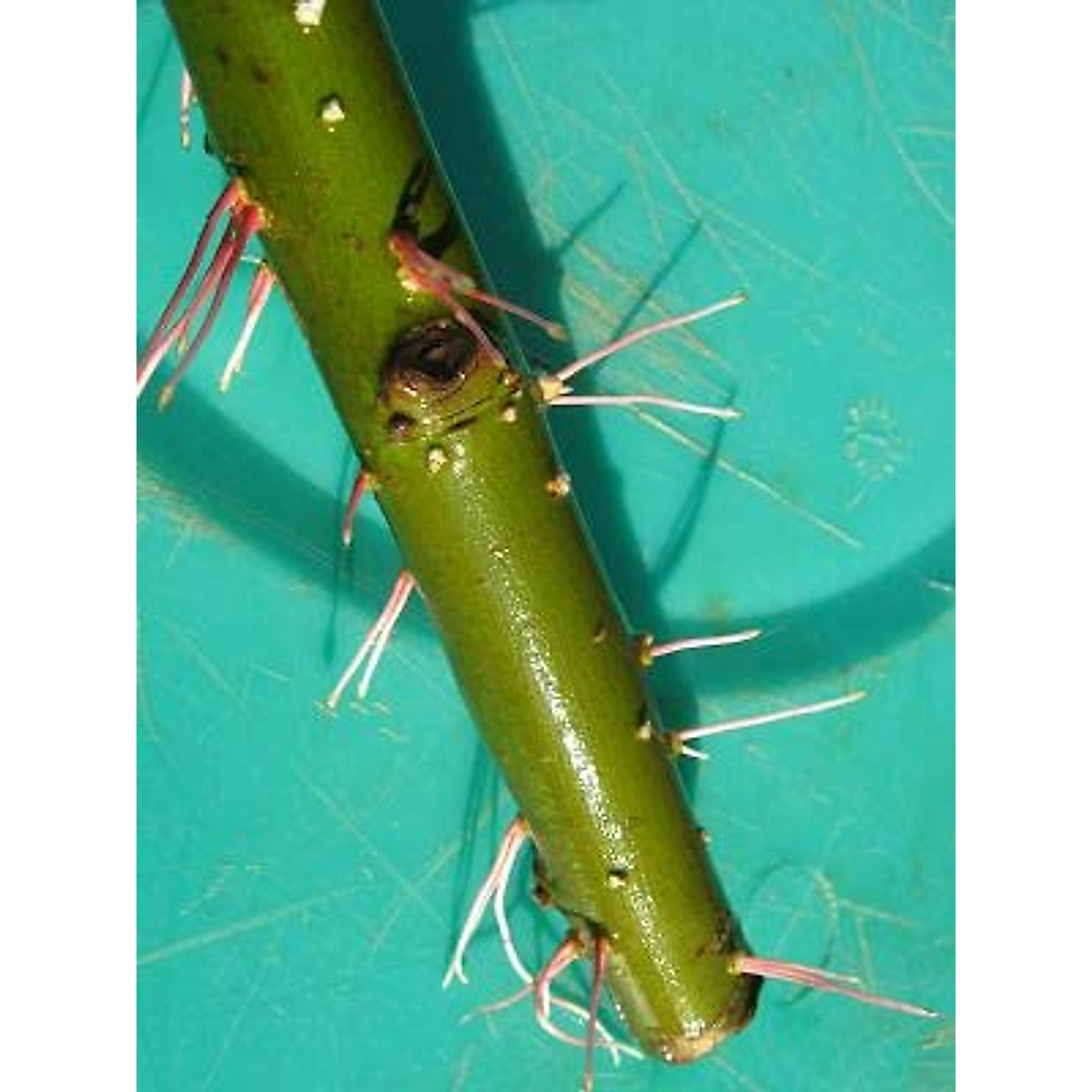 Hybrid Willow Tree Plants for Growing | Fast Privacy Hedge Row, Wind Block, Shade | Fast Growing - 12 Feet Per Year, Fast Growing Trees (24 Trees)