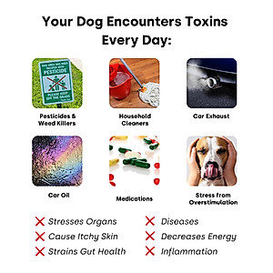 Kayode Dog Detox - Dog Liver Supplement & Immune Defense. with Milk Thistle for Dogs. Help Detoxify Liver, Reduce Inflammation & Improve Gut Health. 1 BIl CFU Probiotics, Omega Oil, & Bee Pollen.