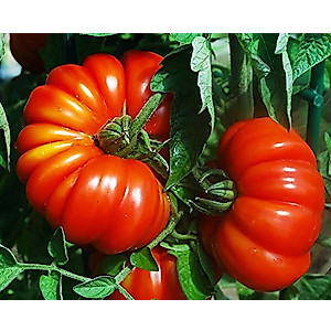30+ Costoluto Genovese Pomodoro Tomato Seeds, Heirloom Non-GMO, Low Acid, Indeterminate, Open-Pollinated, Productive from USA
