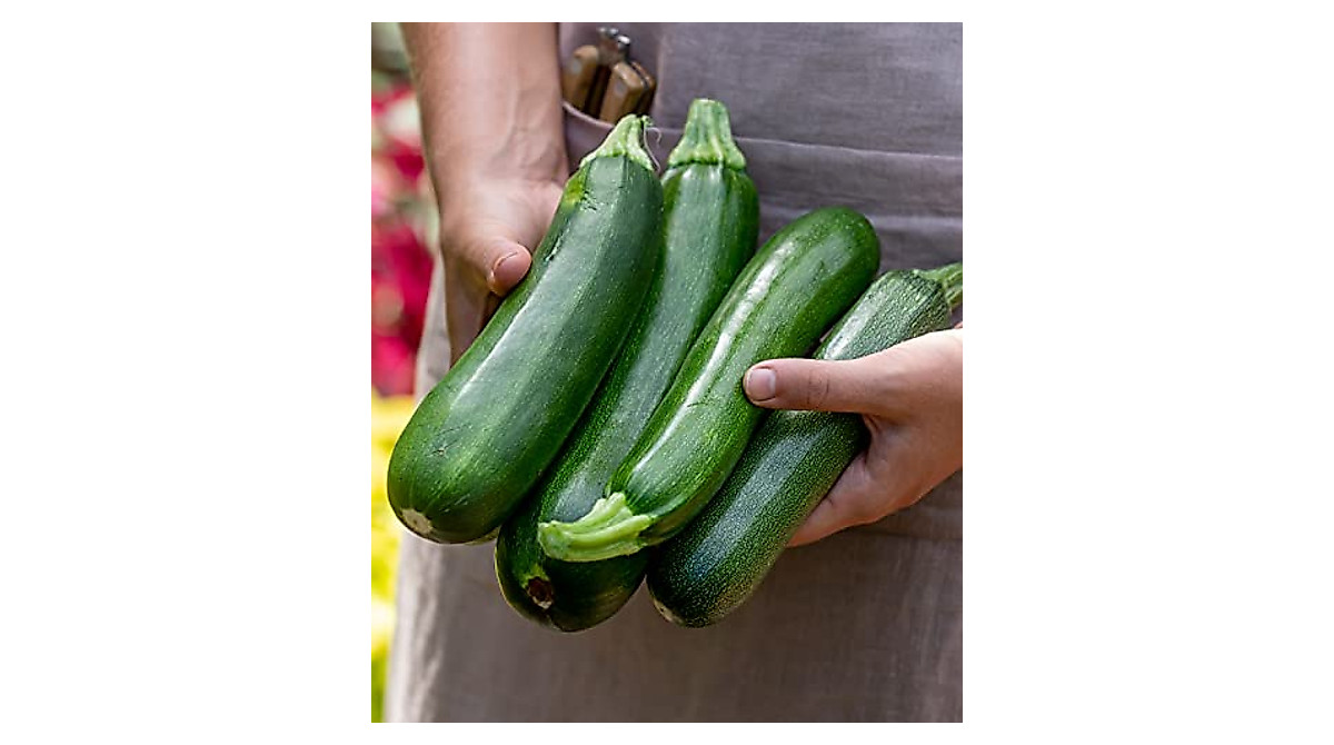 Burpee Fordhook Zucchini Seeds: Grow Easy Summer Squash