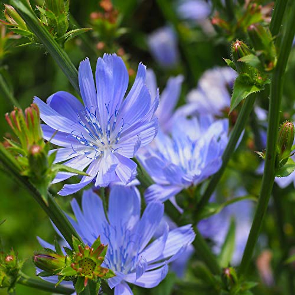 Outsidepride Perennial Chicory Drought Tolerant Wild Flower & Forage Plants - 5000 Seeds