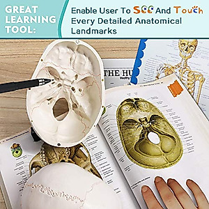 NEW HORIZON Human Model of Skeleton for Anatomy 67“ High with 200+ Bones Structures,Skull Model Scientific Disarticulated Human Model of Skeleton Bundle for Anatomy,