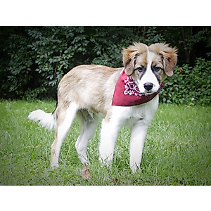 $averPak BodyForge - InsectGuard Permethrin Treated Mosquitoes, Flies, Ticks & More Insect Repellent Bandanna Face Mask Headband (Digital Camo)