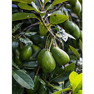 HASS Avocado Tree Grafted 2-3 Feet Tall, Avocado Live Plant for Planting
