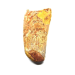 Spinosaurus Dinosaur Tooth Fossil 1.850 inch w/Info Card #17417 3o