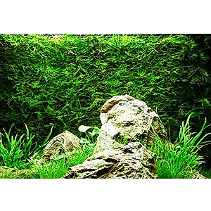 Greenpro Java Moss Live Freshwater Aquarium Plants Easy Ready to Grow